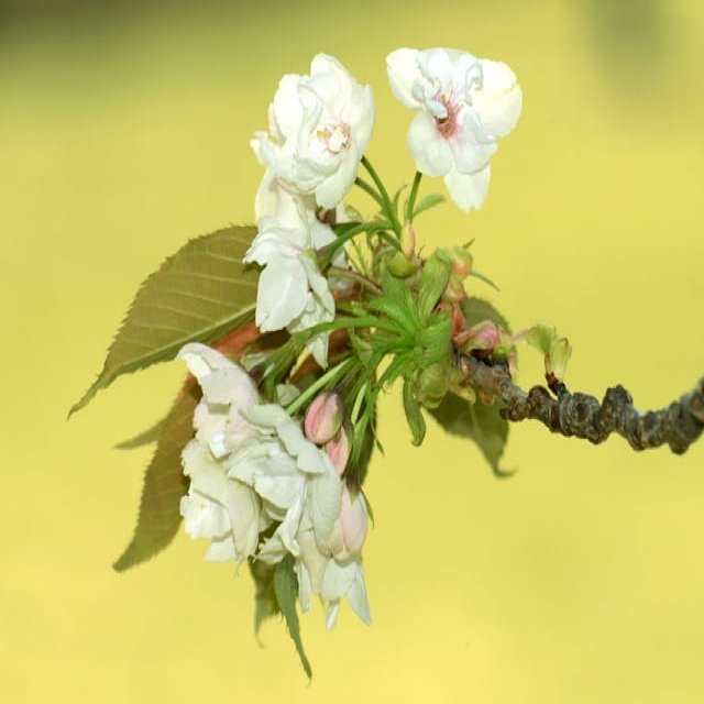 和歌＆Jazz703桜が綺麗 - PChome 24h書店